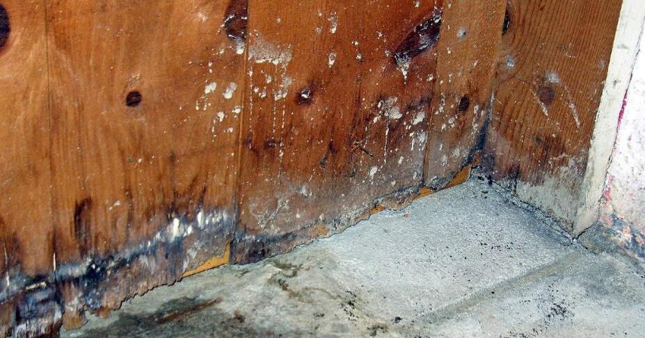 Moldy Basement? | Identify, Treat & Prevent Mold Growth